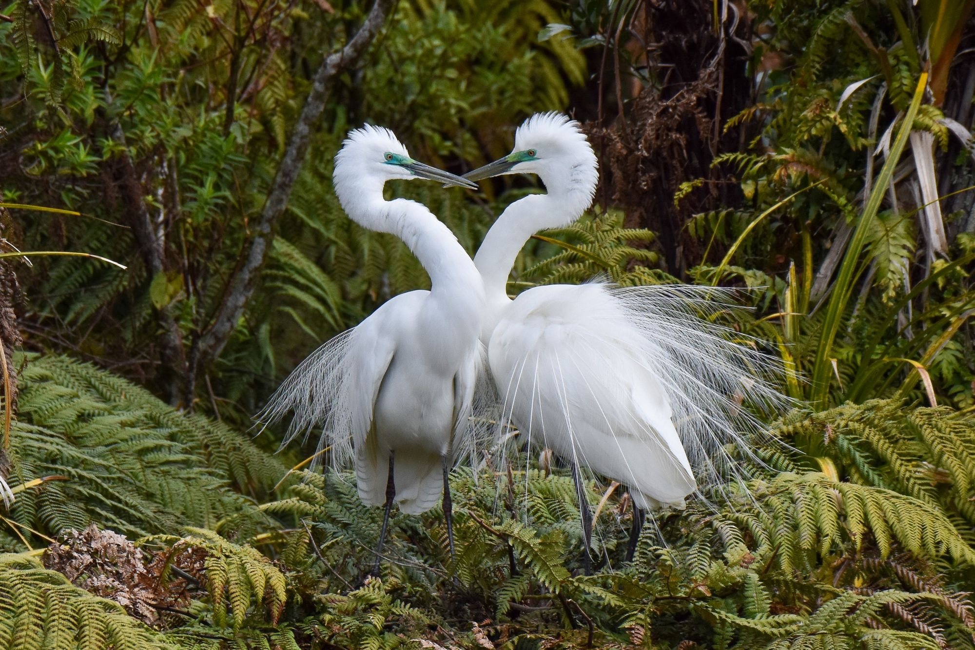White Heron / Ardea modesta - MyNativeForest